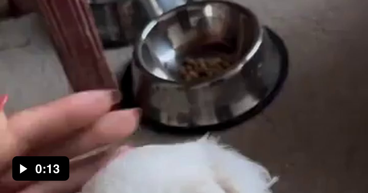 Cute little puppy - 9GAG