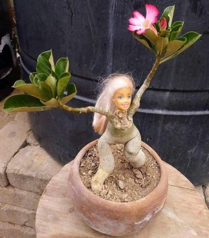 Daphne turning into a tree (colorized) - 9GAG