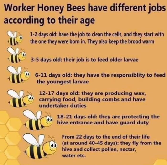 A cool guide to a bees life - 9GAG