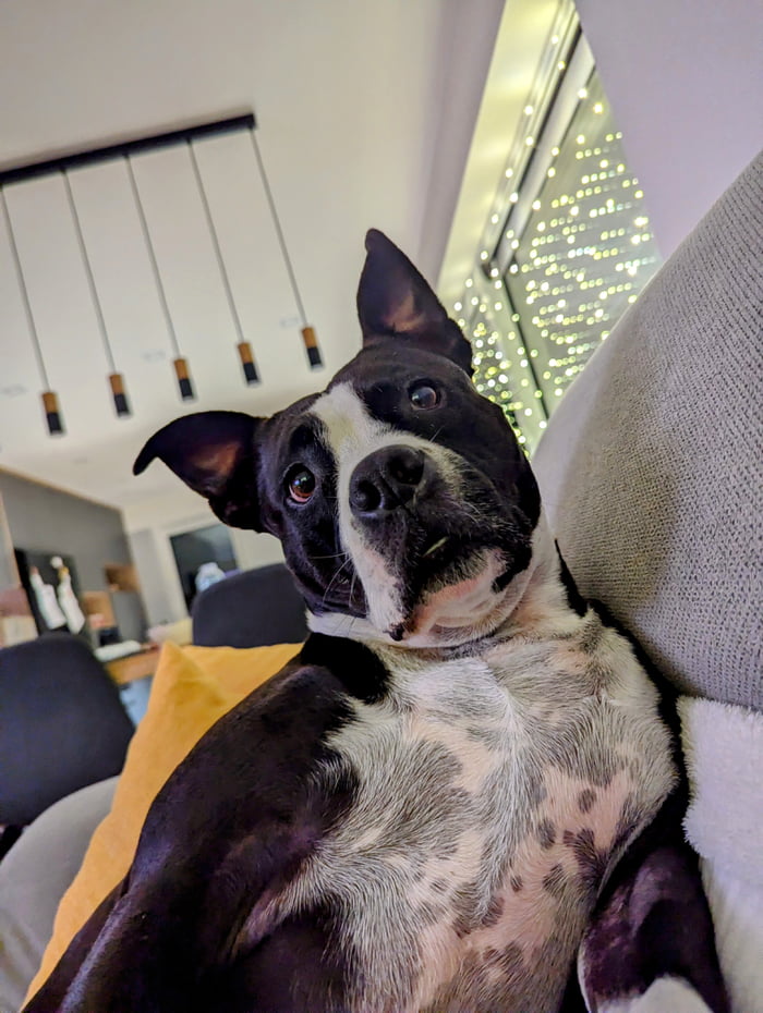 Hello fellow friends, I would like to see your derpiest photos of your ...