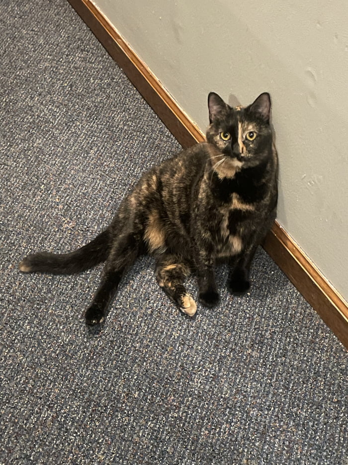 My cat made me do a double take. - 9GAG