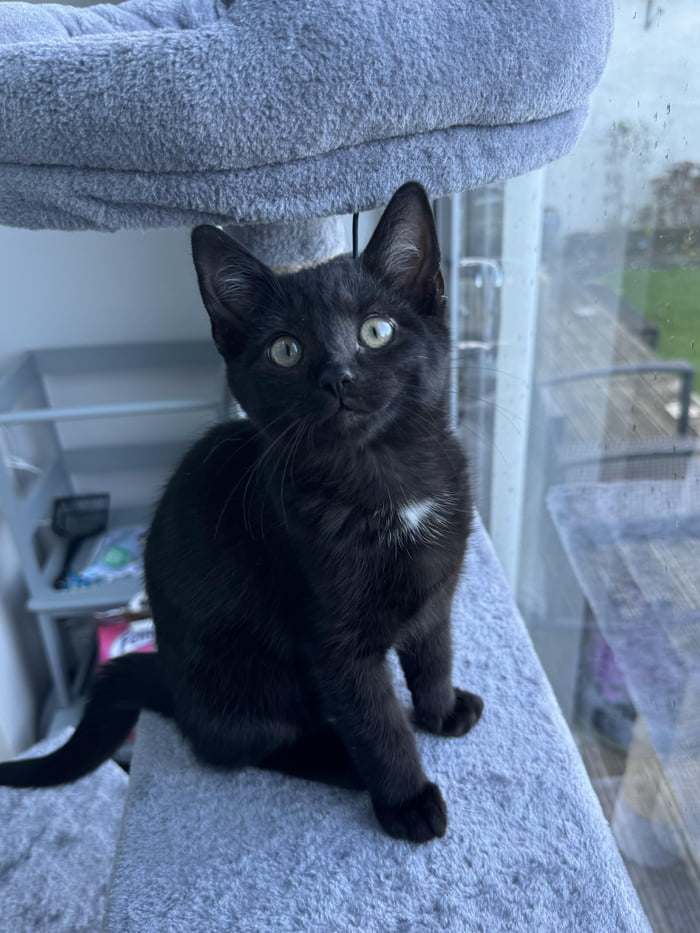 Odin smiling at 3 months on his new tree 🐈⬛ - 9GAG