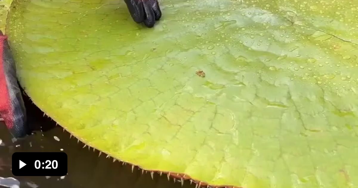 Bottom of a lily pad - 9GAG