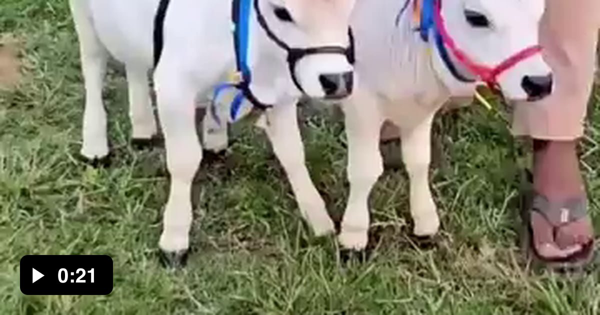 The world's smallest cows - 9GAG