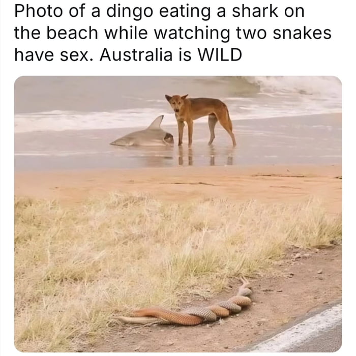 Meanwhile in australia - 9GAG