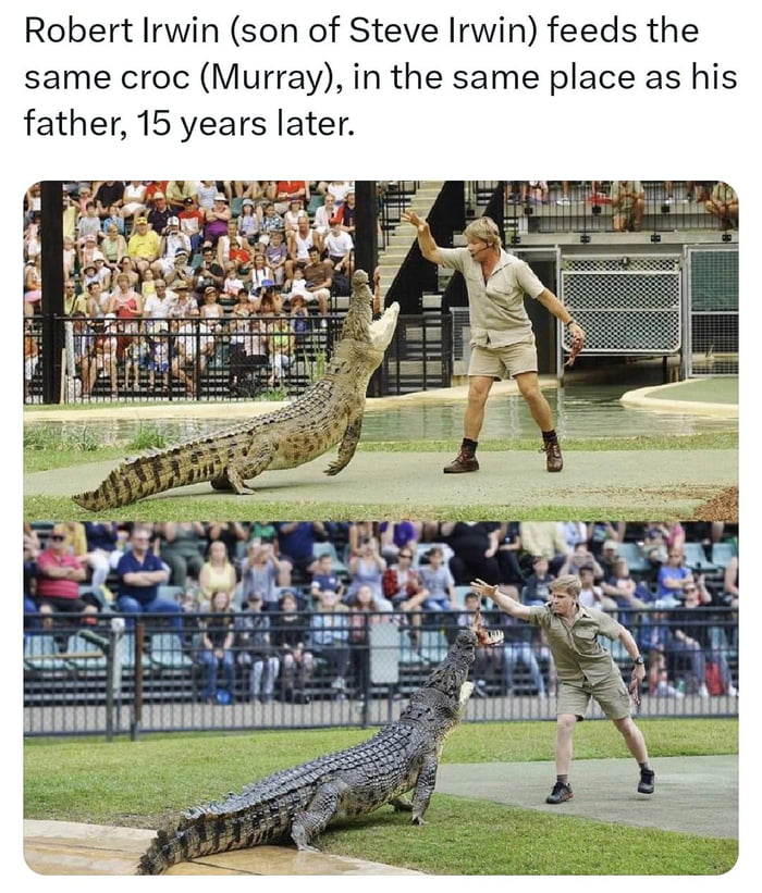 Robert Irwin (son of Steve Irwin) feeds the same croc (Murray), in the same place as his father ...