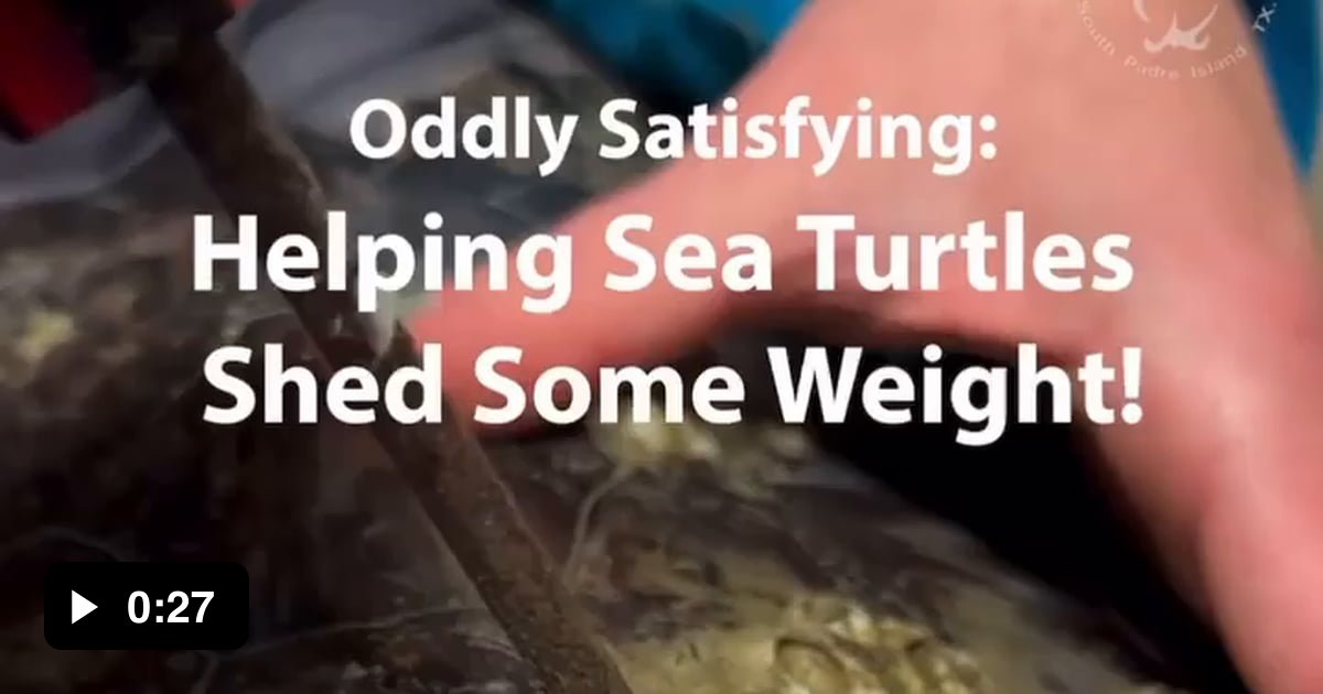 Helping Sea Turtles shed some weight - 9GAG