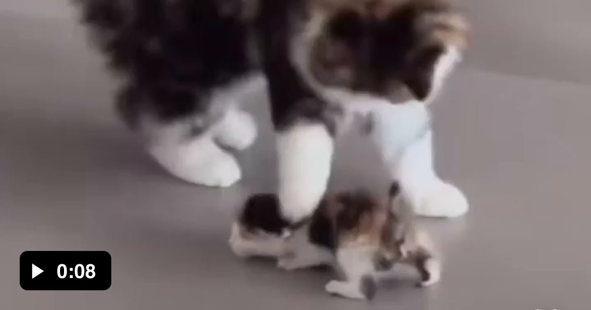 This cat was so happy when she saw her kitten walk for the first time - 9GAG