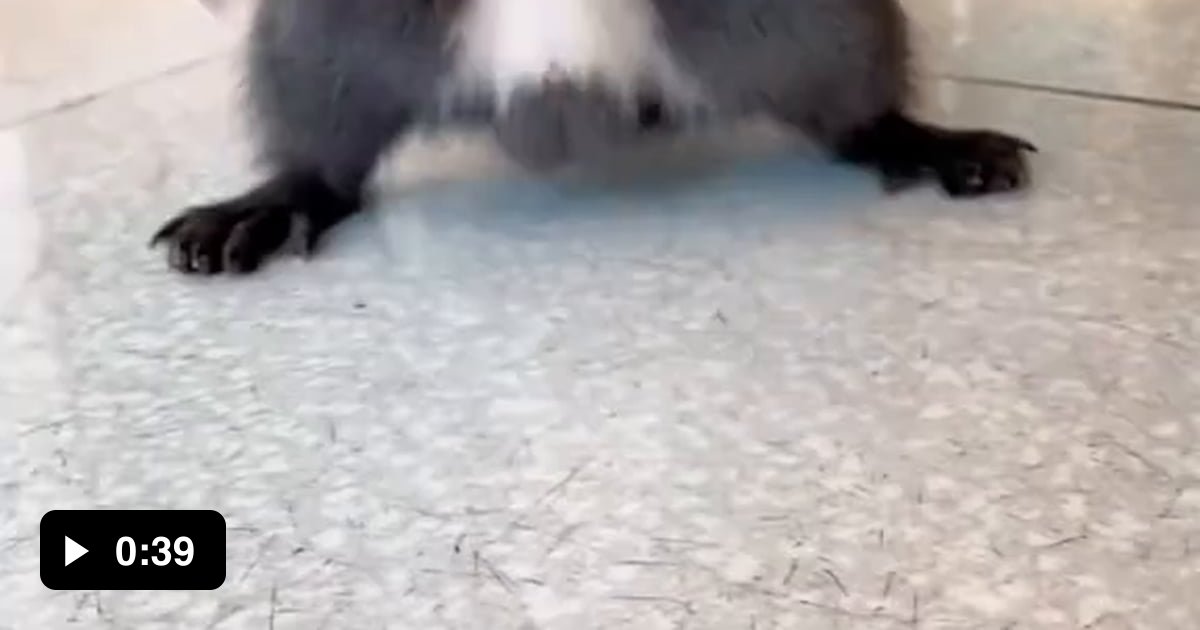 Some squirrel content - 9GAG