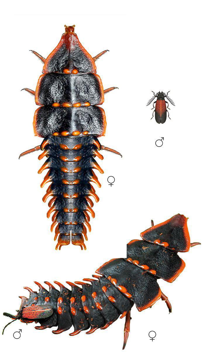 Trilobite beetles of the genus Platerodrilus have the greatest sexual ...