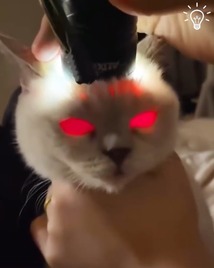Dude stuck a normal flashlight on his cat's head. - 9GAG