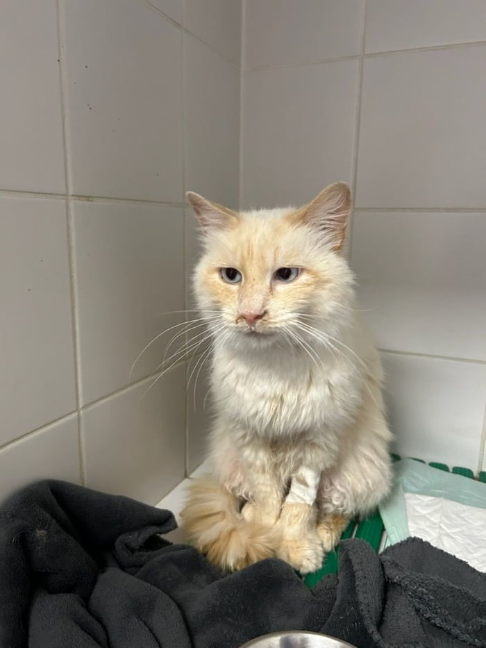 I think my cat has been fed up with having health checks for several ...