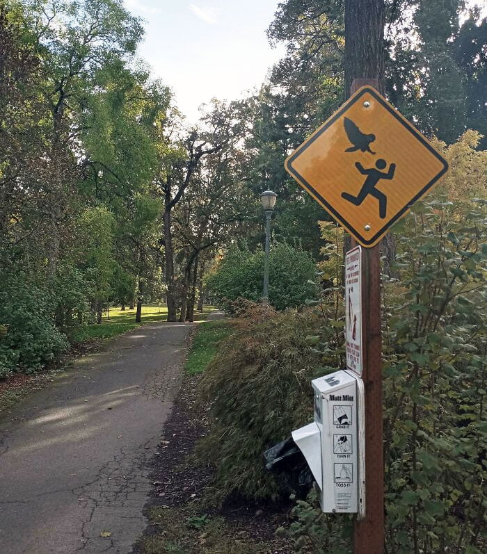 Caution: Low Flying Owls - 9GAG