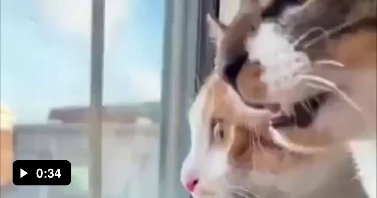 "They eating the cats..." - 9GAG