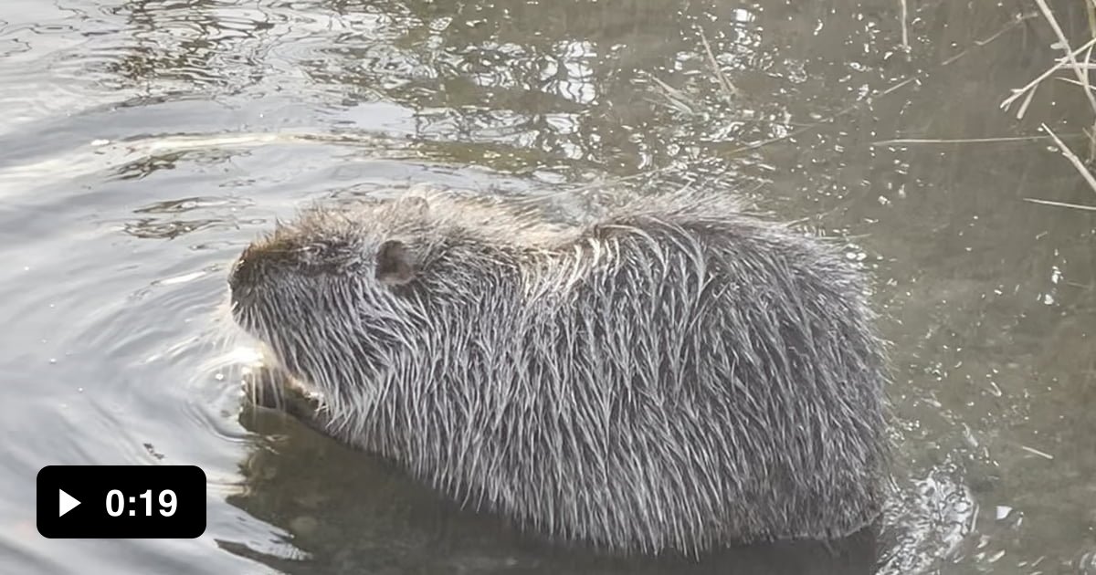 Ya’ll acting like you forgot about Bobr - 9GAG