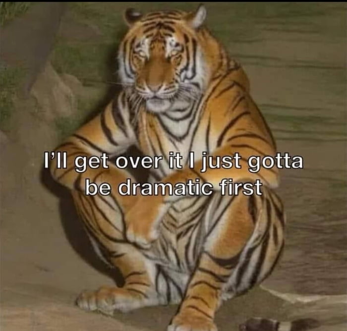 You can tell he’s a Siberian tiger due to the Slav squat - 9GAG