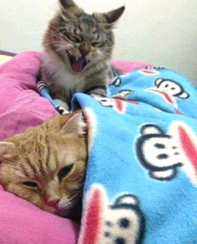 Martha's angry that her favorite spot's been taken - 9GAG