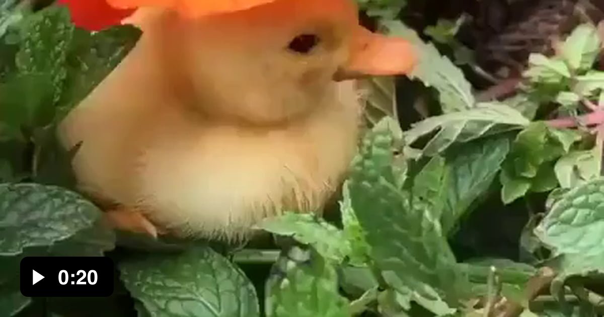 Here's a little ducky. - 9GAG