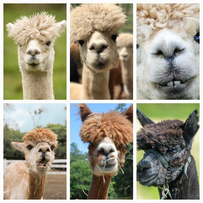 Why do all my kid's classmates look like alpacas? - 9GAG