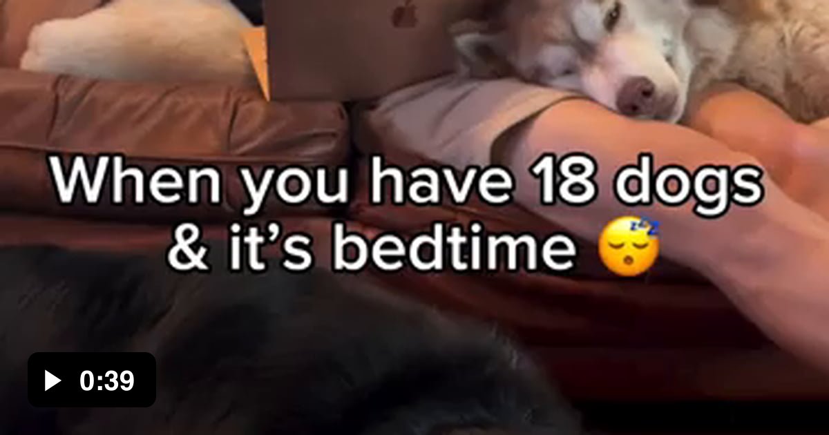 18 dogs!? - 9GAG