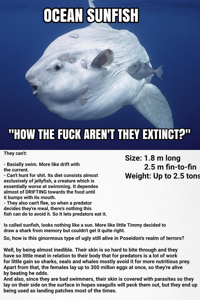 Also mockingly dubbed "the largest form of plankton" - 9GAG