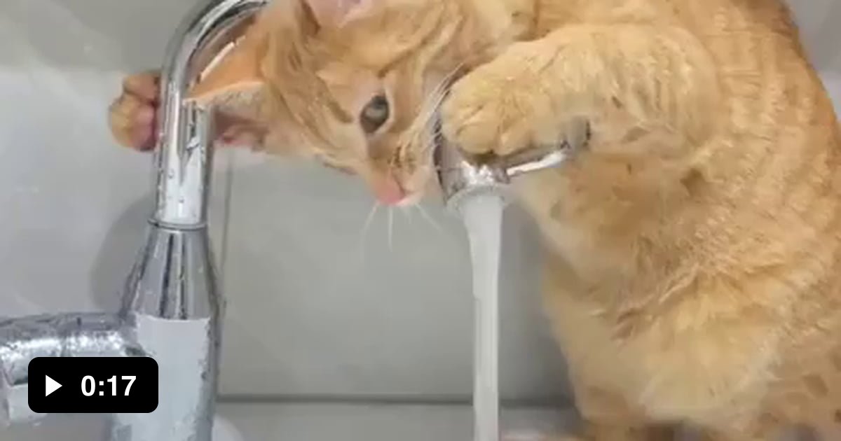 Orange cat behavior - 9GAG