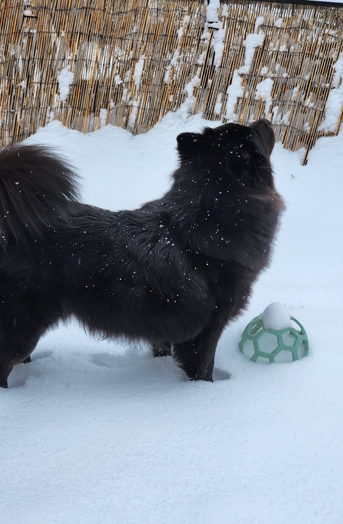 What's dis? What's dis? There's white fluff in da air. - 9GAG