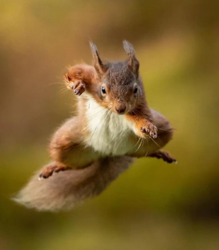 Kung-Squirrel, protect your nuts!!! - 9GAG