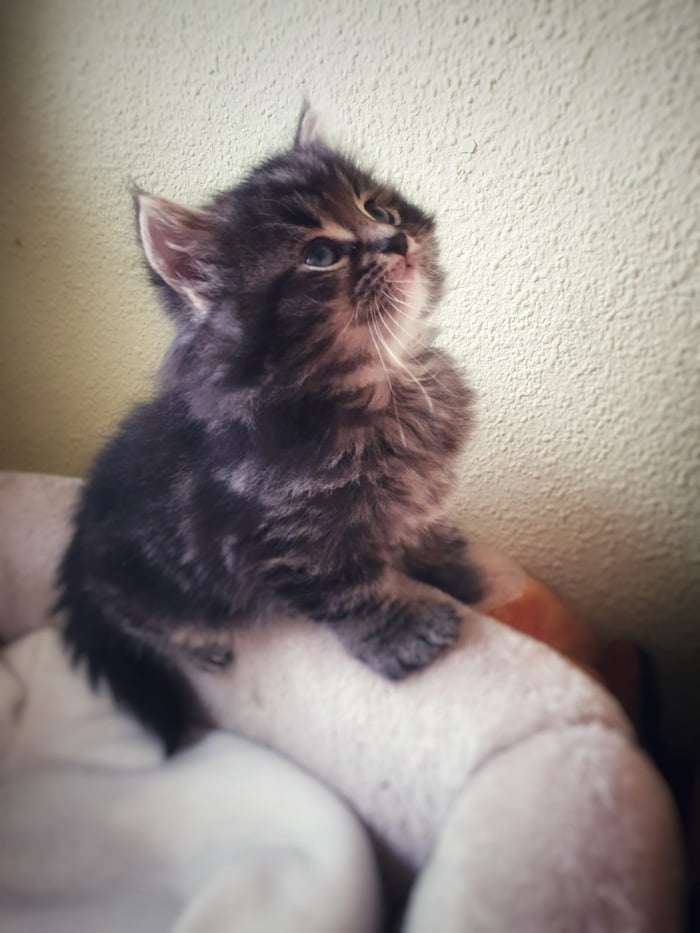 My little fur potato (6 weeks old) - 9GAG