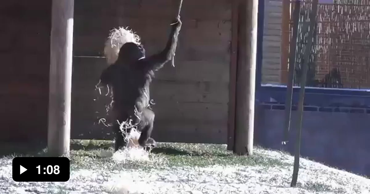 Gorilla discovers snow and loves it. - 9GAG
