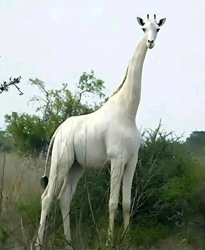 The world's only known white giraffe, a male with leucism (partial ...