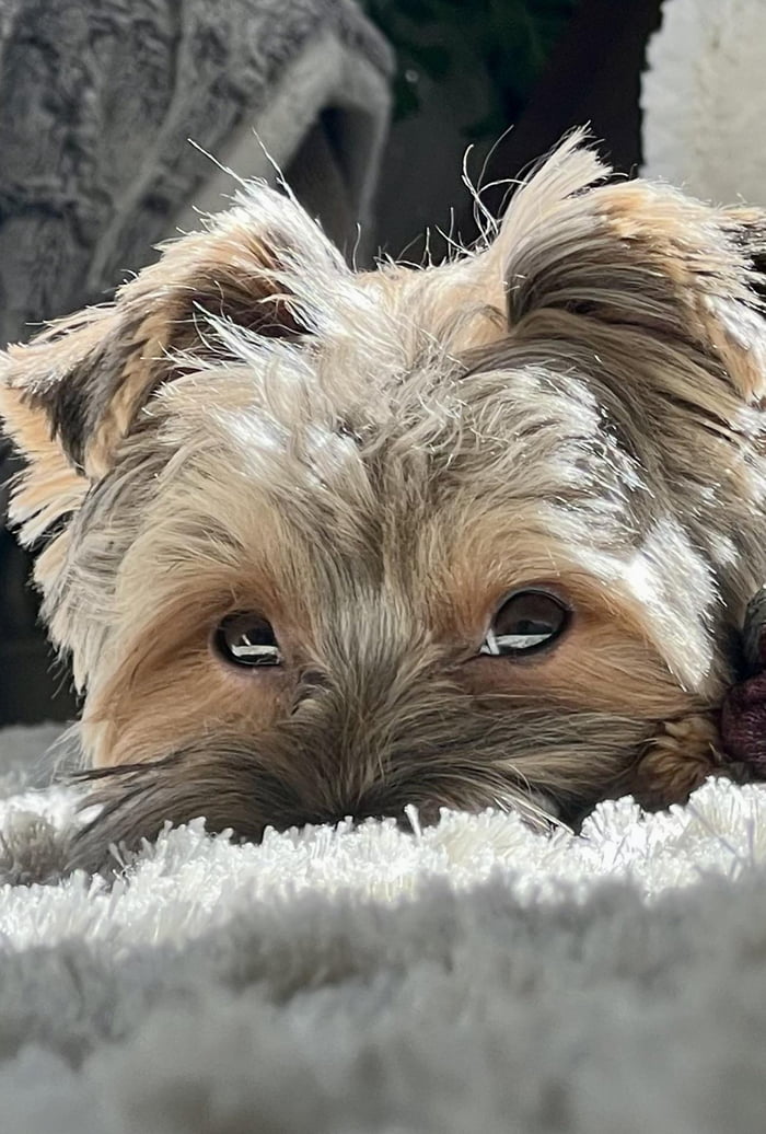 Doggo sends licks - 9GAG