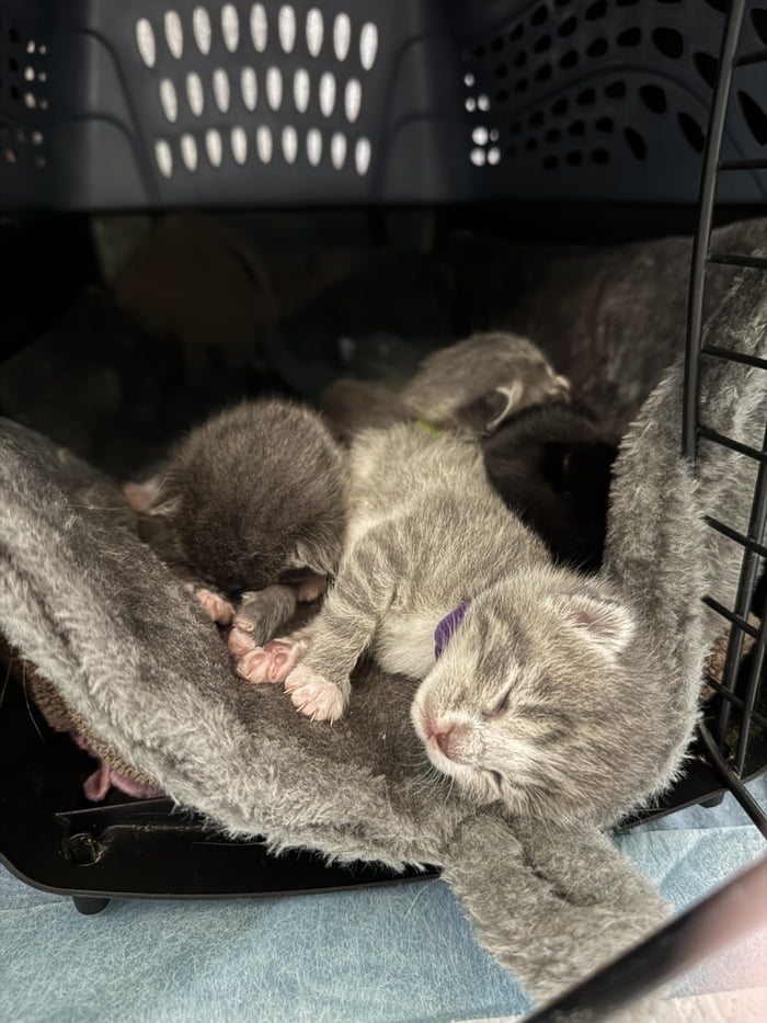 The tiniest of toe beans - 9GAG