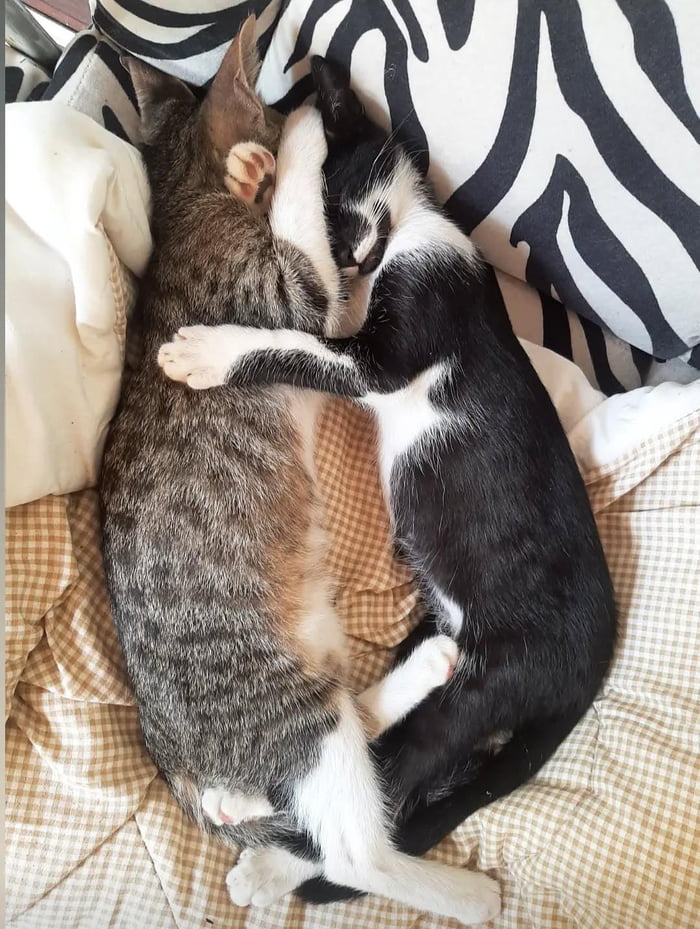 You're my meow meow - 9GAG