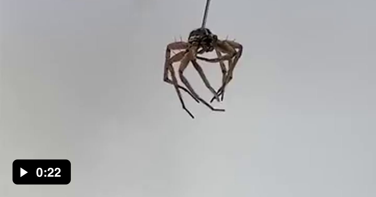 Zombie spiders are a thing now - 9GAG
