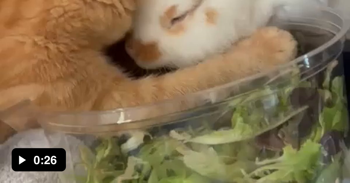 Yoo bro thats not a cat. 🍊 🧠 Yes it is! - 9GAG