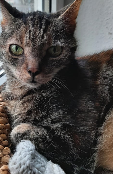 My kitty had to be put down yesterday, i am so f**king sad and empty - 9GAG