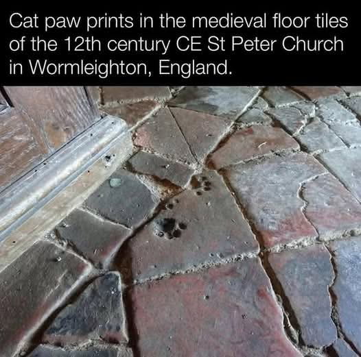 Cats doing what it does - 9GAG