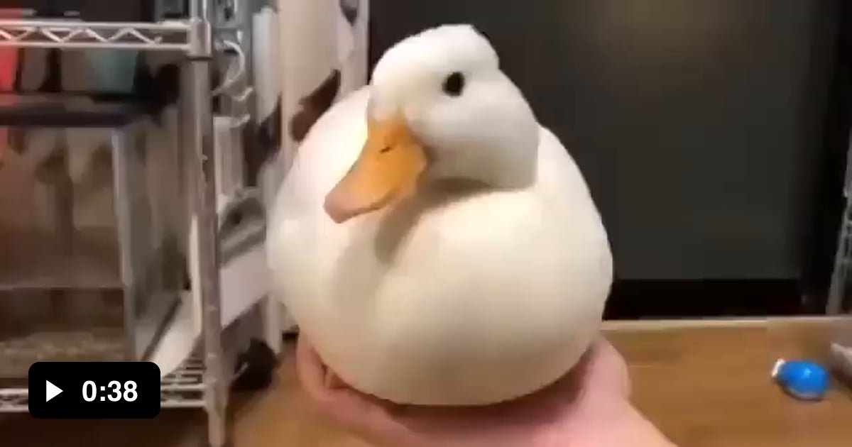 Important video - 9GAG