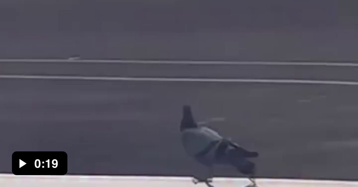 This pigeon is clearly a seasoned traveler. - 9GAG