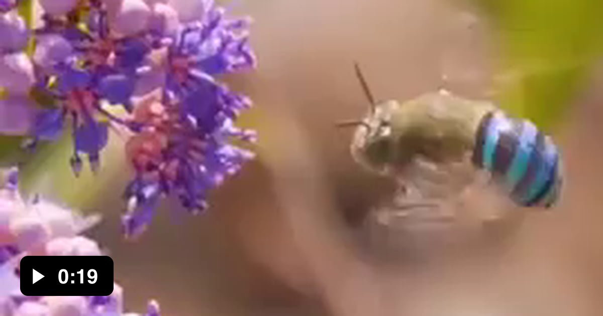 Blue-banded bees use rapid buzzing to shake pollen from flowers, a technique called buzz ...