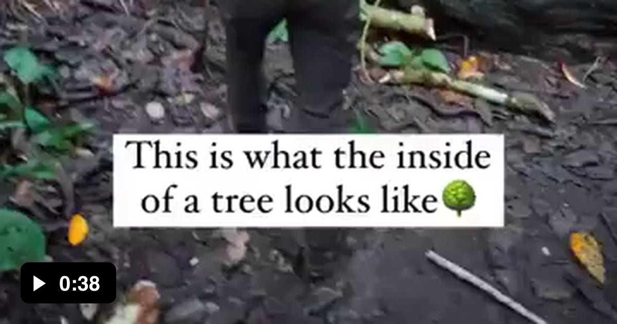 These guys found a way to go inside a tree - 9GAG