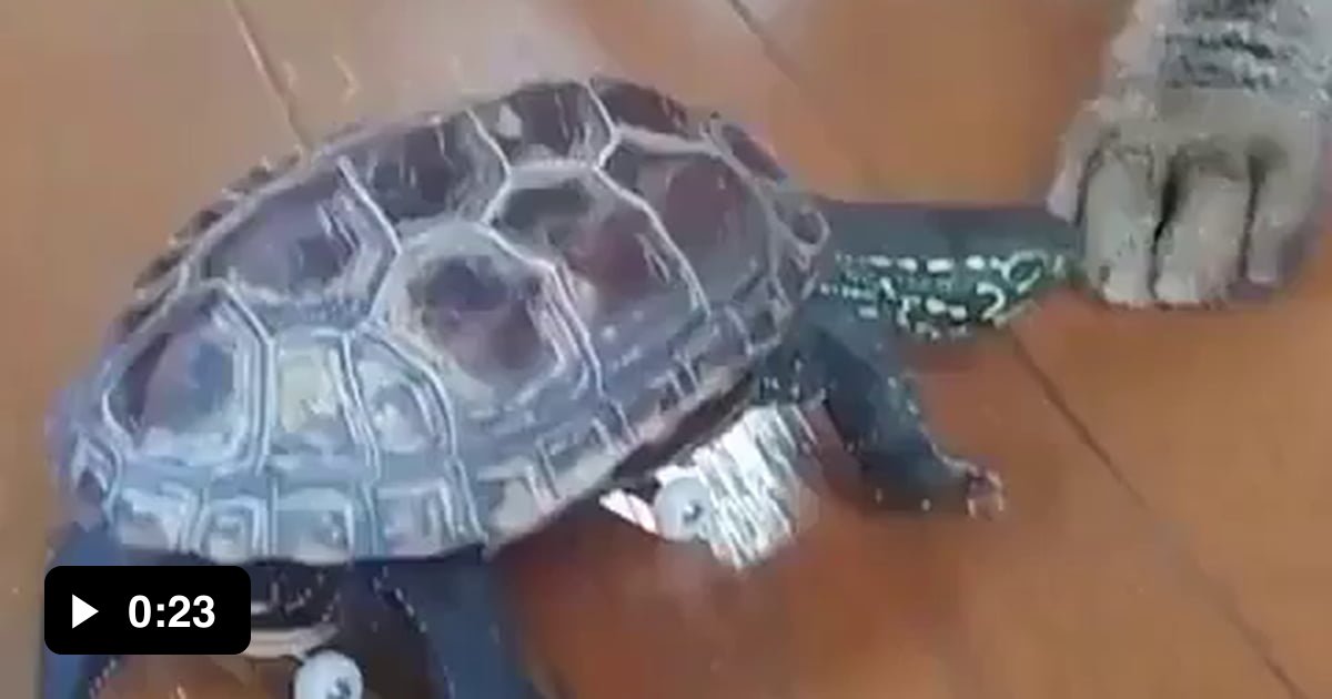 Quickest turtle in the world(on wheels) - 9GAG