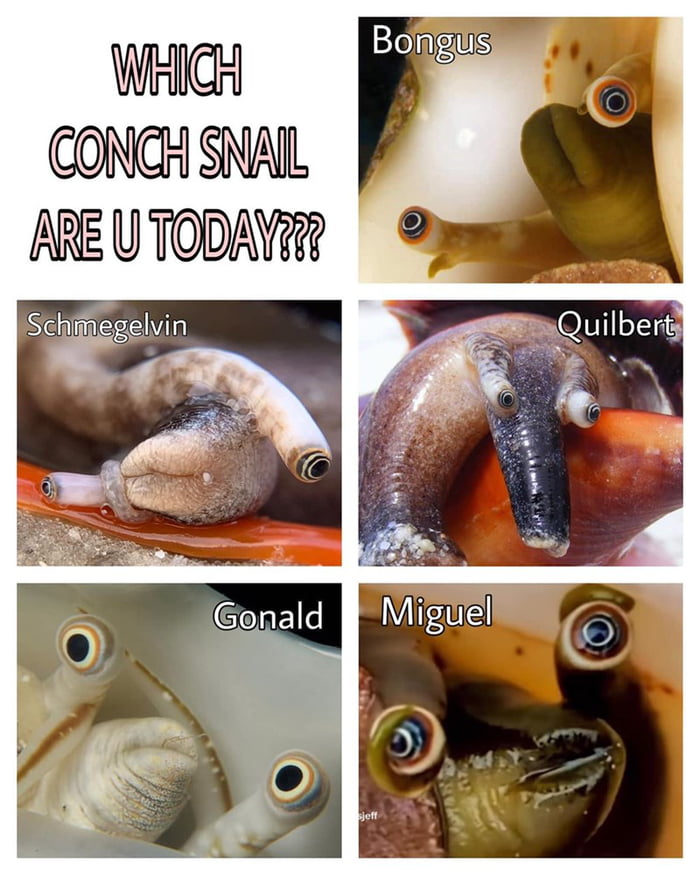 A Conch Snail scale? - 9GAG