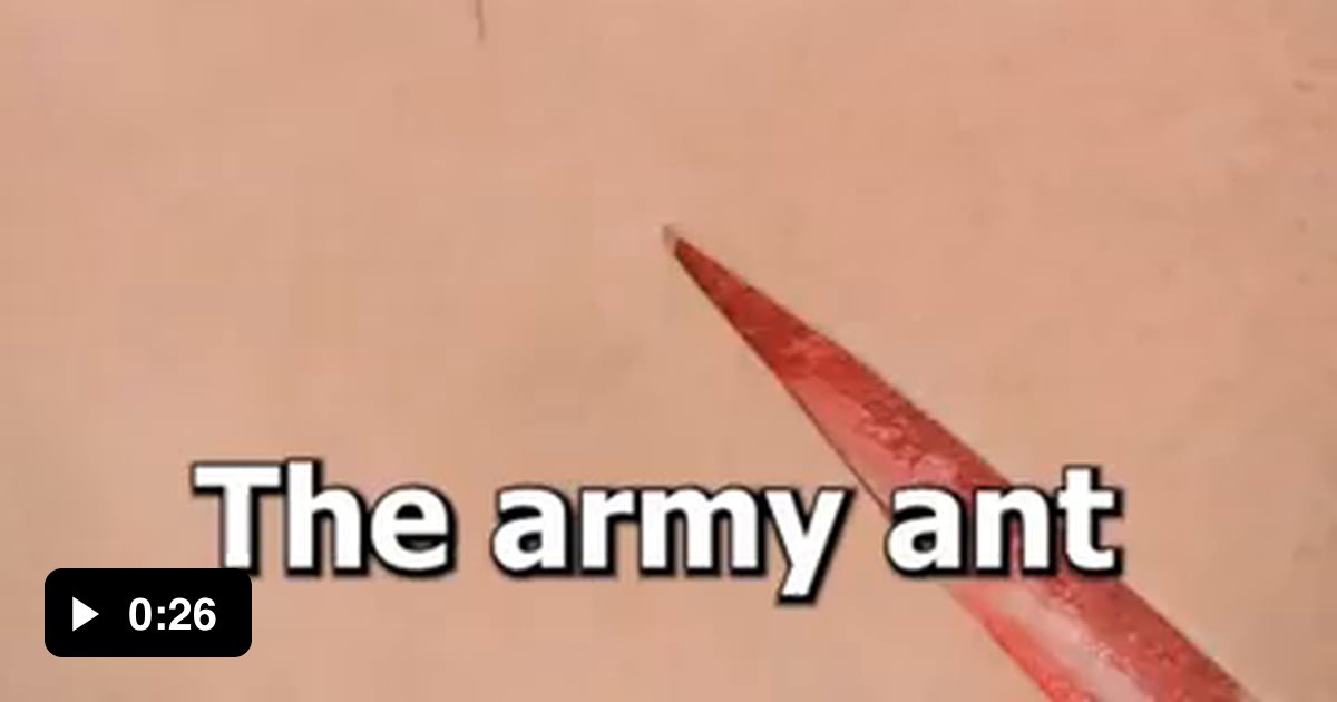 For hundreds of years, the Army Ant has been used as a natural way of ...