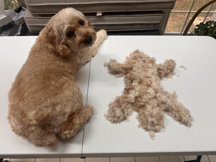 Dobby got a much needed haircut - 9GAG