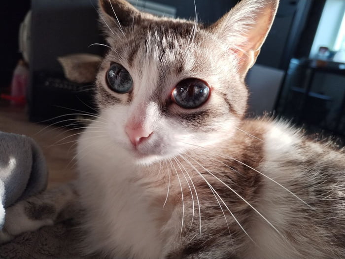 My friend's cat has incredible eyes - 9GAG