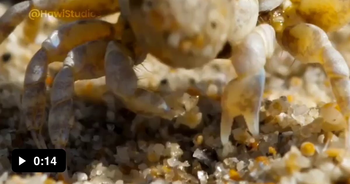 Small Sand bubbler crabs are hunting for microscopic life, called meiofauna. Putting sand grains ...