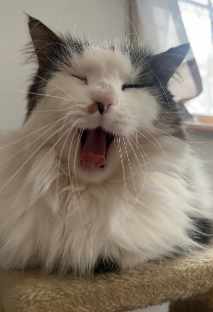 Tough night. Tired. Whose cat is also afraid of Halloween children? - 9GAG