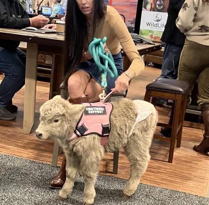 An emotional support cattle - 9GAG